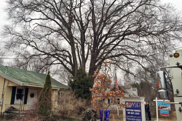 Massive Oak Tree Being Cut Down in Bluemont | ARLnow.com