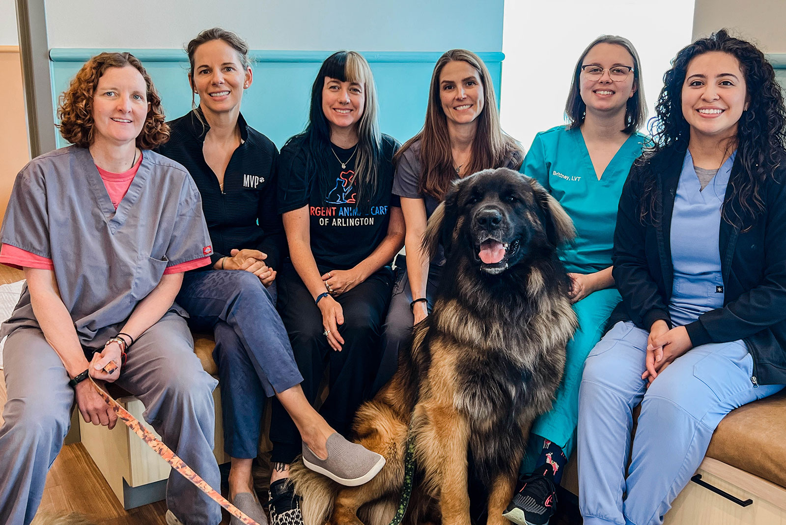 The advent of veterinary urgent care hospitals | ARLnow.com
