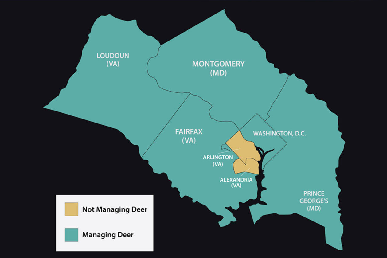 Managing deer overpopulation to preserve Arlington’s forests | ARLnow.com